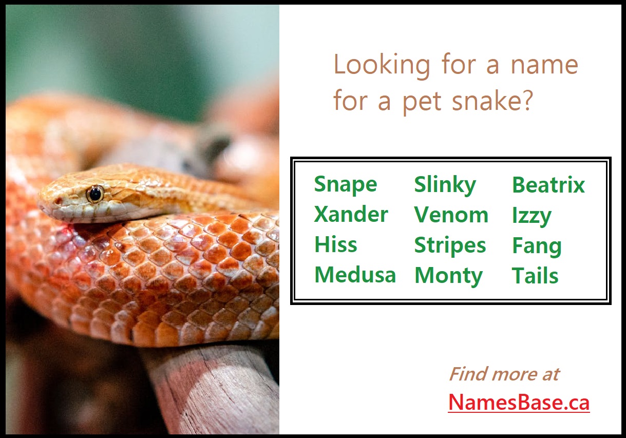 Names for Snakes - Fun, Memorable, and SSSSimply Perfect!